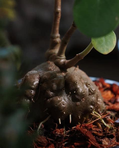Ant Plant Care Guide Thrive With Symbiosis
