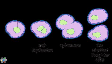 Binary Fission Definition Process