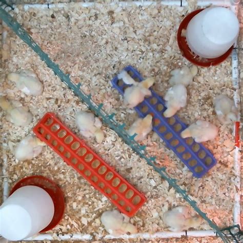 chicken pose all object detection dataset and pre trained model by cornell university