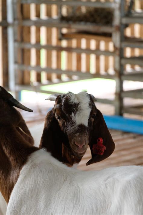 Pp Ranch ด ช ปุ๊กปิ๊ก แต่ตัวไม่ปุ๊กปิ๊กน้า อายุ 3 เดือน