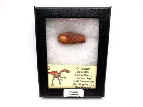 Coprolite Triassic Dinosaur 26 Fossils For Sale