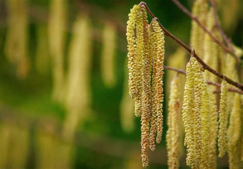 Catkin
