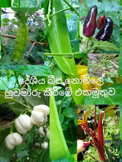 දේශීය බීජ නොමිලේ හුවමාරු කිරිමේ එකමුතුව Facebook