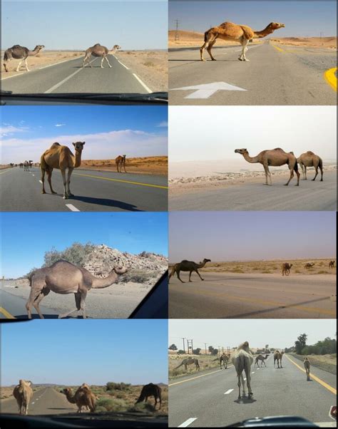 Example Images From The Dataset Download Scientific Diagram