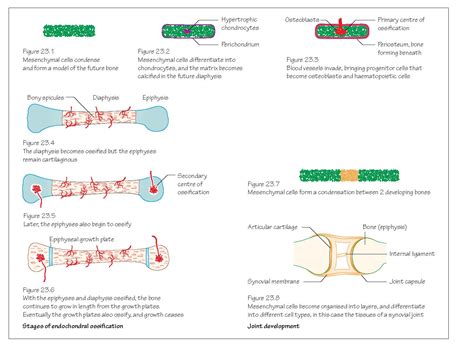 Skeletal System Ossification Pediagenosis