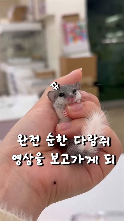 햄스터분양 달빛햄스터리 🫶꼬물이들 예약분양 Open🫶 오랫만에 달사장 메인라인 인사드립니다 🙇‍♂️ 달사장 메인라인 미모들 라인업은 다들 아시죠 패턴 • 머즐 • 덩치