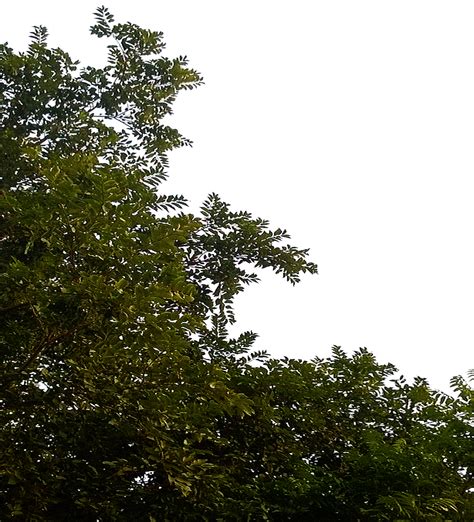 Tree Leaves PNG Clipart