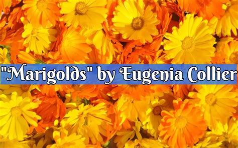 “marigolds” Story Summary By Eugenia Collier Short Story Analysis
