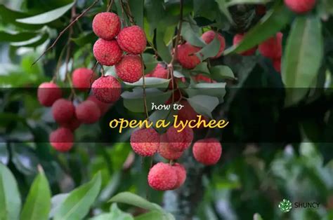 Unlocking The Sweetness A Guide To Opening And Enjoying Lychees ShunCy