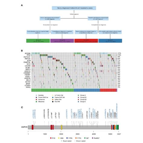 Grouping Procedure And Mutation Landscape Of 849 Cases Of Mature B Cell