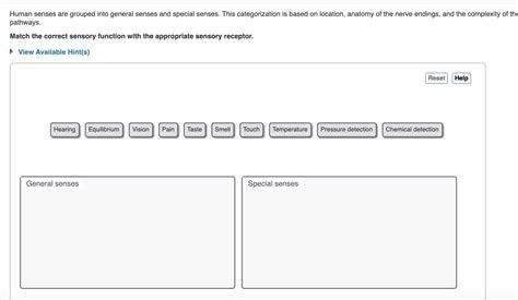 Solved Human Senses Are Grouped Into General Senses And
