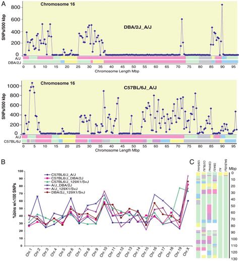 Snp Density Varies Greatly By Strain Combination Chromosome And
