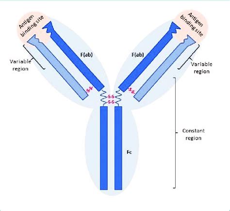 Antigen Structure