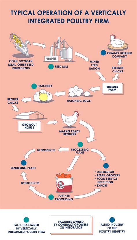 Poultry Processing Flow Chart At Mary Cardona Blog