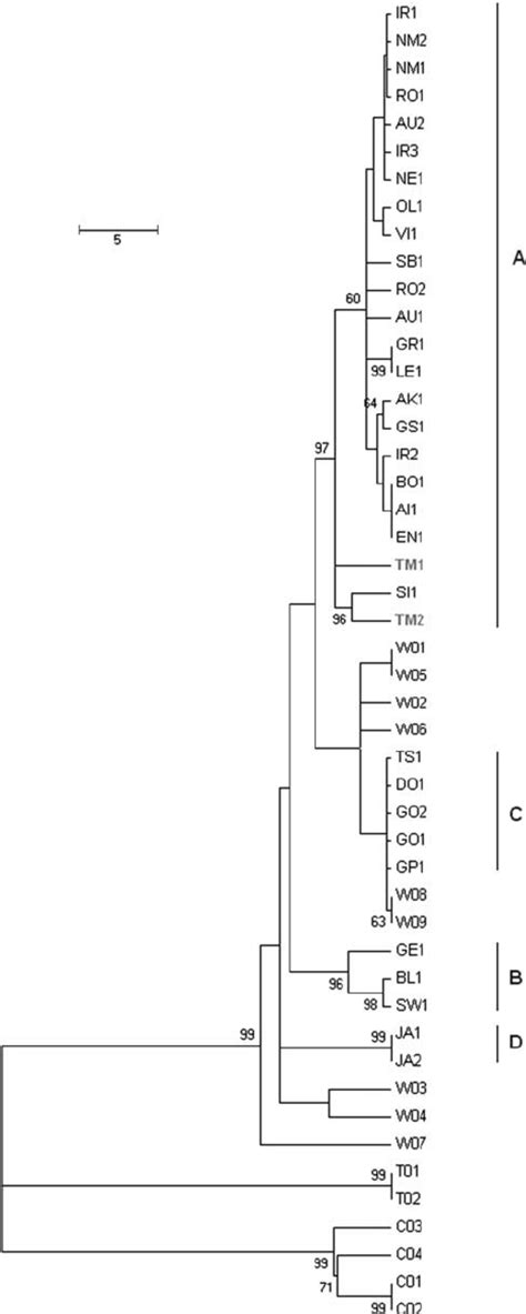 A Maximum Parsimony Tree Of Canidae Was Constructed From Download Scientific Diagram