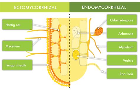 Ectomycorrhizal Diagram The Influence Of Tree Genus Phylogeny And