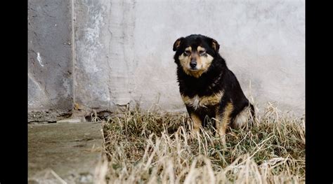 В Госдуме предложили ввести общественные советы по борьбе с бездомными собаками