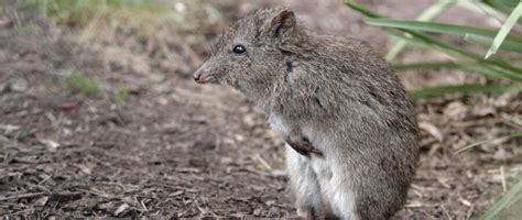 What The Heck Is A Potoroo Critter Science
