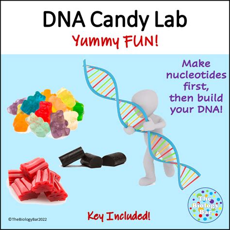Dna Candy Model Built From Nucleotides Up Made By Teachers