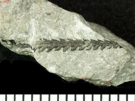 Graptolithina