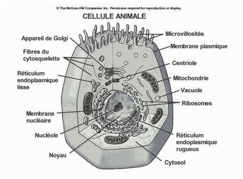 Organisation Générale De La Cellule Bio Faculté