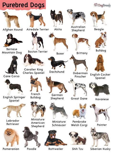 List Of Best Purebred Dogs With Pictures