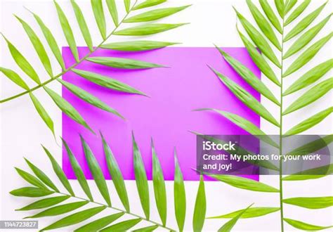 열 대 야자수 라일락과 보라색 배경에 나뭇잎 최소한의 개념입니다 여름 스타일 야자수 잎 열 대 식물 평평한 누워 0명에 대한 스톡 사진 및 기타 이미지 Istock