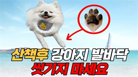 강아지 발바닥 이렇게 씻기면 습진 지간염 생깁니다 올바른 발닦기 방법 Feat 설채현 선생님 Youtube