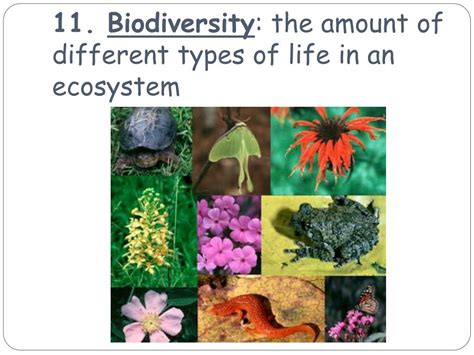 Ppt Ecosystem Terms Powerpoint Presentation Free Download Id 2124977