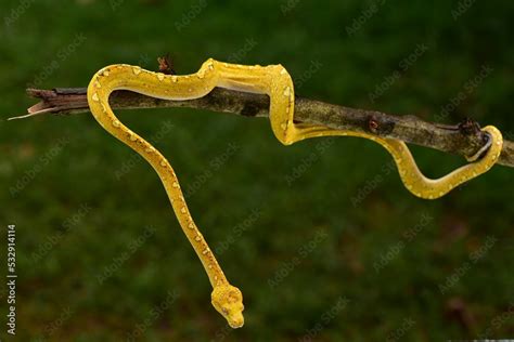 The Green Tree Python Morelia Viridis Is A Species Of Snake In The