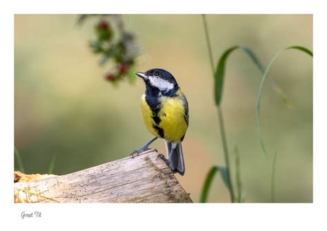 Buy Great Tit Prints