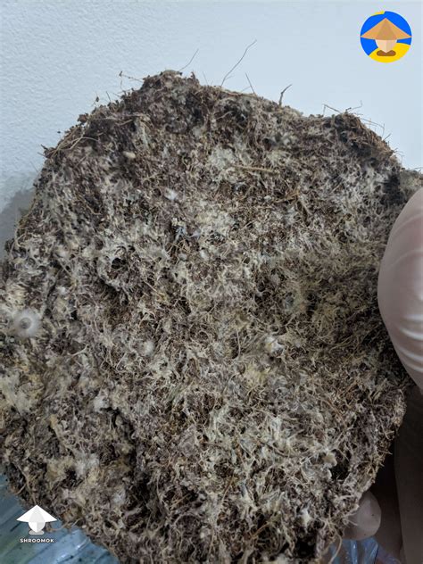 Trichoderma Green Mold Photos On Shroomok