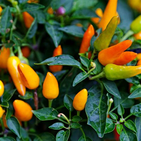Grow And Use Ají Amarillo Inca Plant Nursery