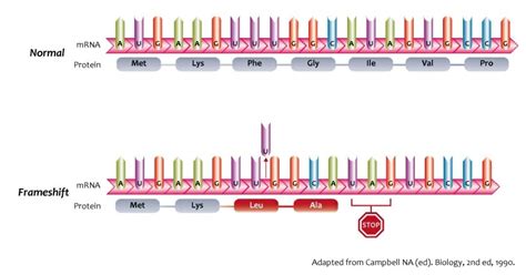 Frameshift Mutation Example Frameshift Mutation Youtube