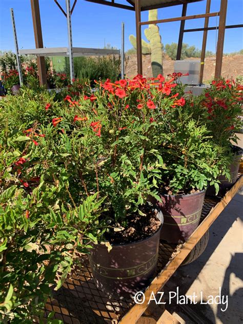 Desert Plants With Red Flowers Desert Plant With Red Flowers Images