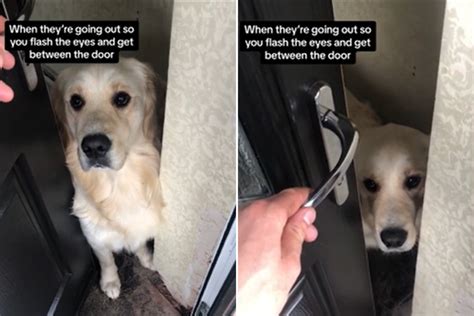 Golden Retriever Puppy Sad Meme The Golden Retriever Is Very Sad And