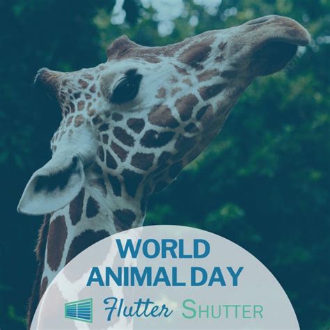 Did You Know Flutter Shutter Ltd™