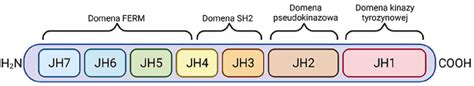 Structure Diagram Of Janus Kinase Download Scientific Diagram