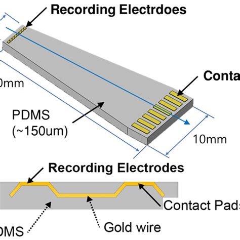 Pdf Plateau Shaped Flexible Polymer Microelectrode Array For Neural Recording