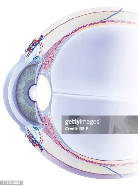 Canal Of Schlemm Photos And Premium High Res Pictures Getty Images