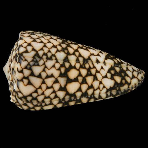 Conus Bandanus Filippine