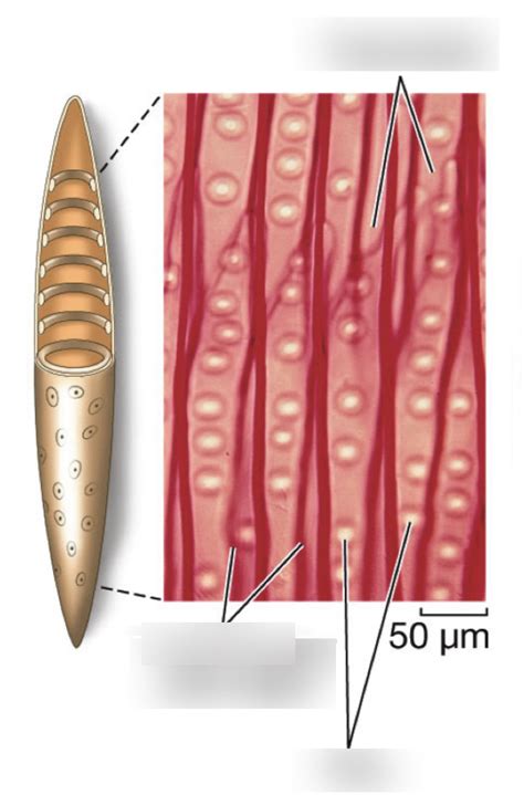 Tracheids Diagram Quizlet