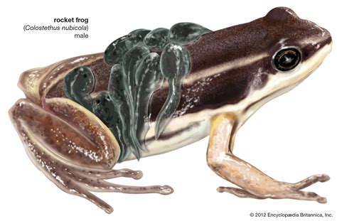 Tympanic Membrane Frog