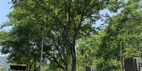 Tree Dataset Of Urban Street Classificationtree Kaggle