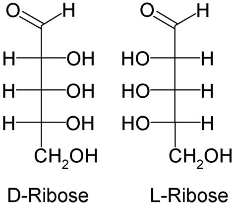 Deoxyribose Structure Brain Mind Article