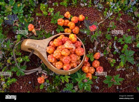 Cloudberries Rubus Chamaemorus In A Wooden Cup Finnmark Lapland