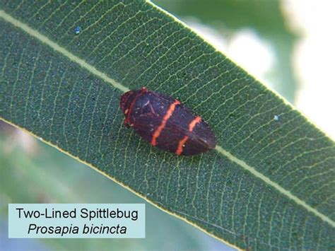 Two Lined Spittlebug