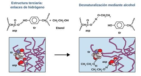 Desnaturalización De Las Proteínas Por Interacción Con Alcoholes Labster