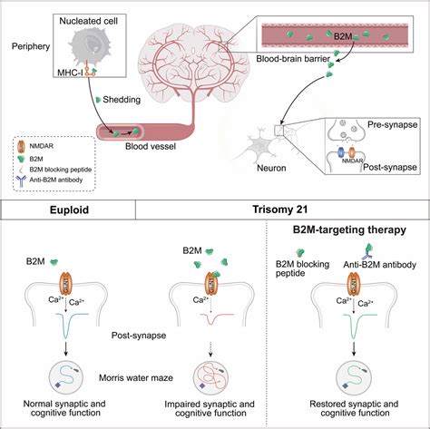 厦门大学又一篇cell：王鑫团队揭示唐氏综合征认知损伤新机制 知乎
