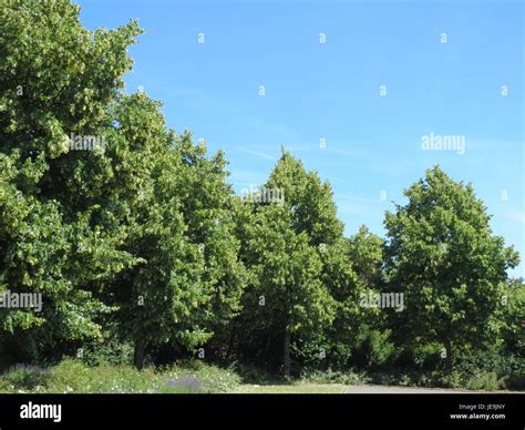 Tilia Cordata Commonly Known As Small Leaved Lime Is A Deciduous Tree